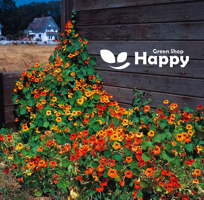 NASTURTIUM - DOUBLE GLEAM HYBRIDS - 80 SEEDS - Tropaeolum majus ...