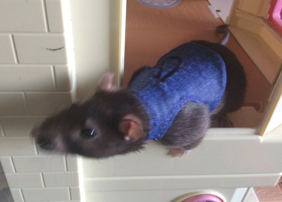 The cutest Rat Harness with Lead (also available in Ferret size) | eBay ...