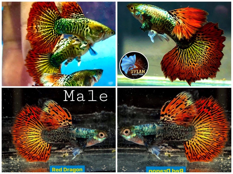 2X Male - High Quality Live Guppy Fish-Red Dragon Indo Half Moon - USA Seller | eBay
