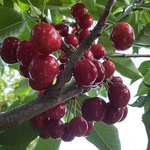 24 Mazzard Cherry Tree Seeds | Lgt. Pink Ornamental Flower - Free ...