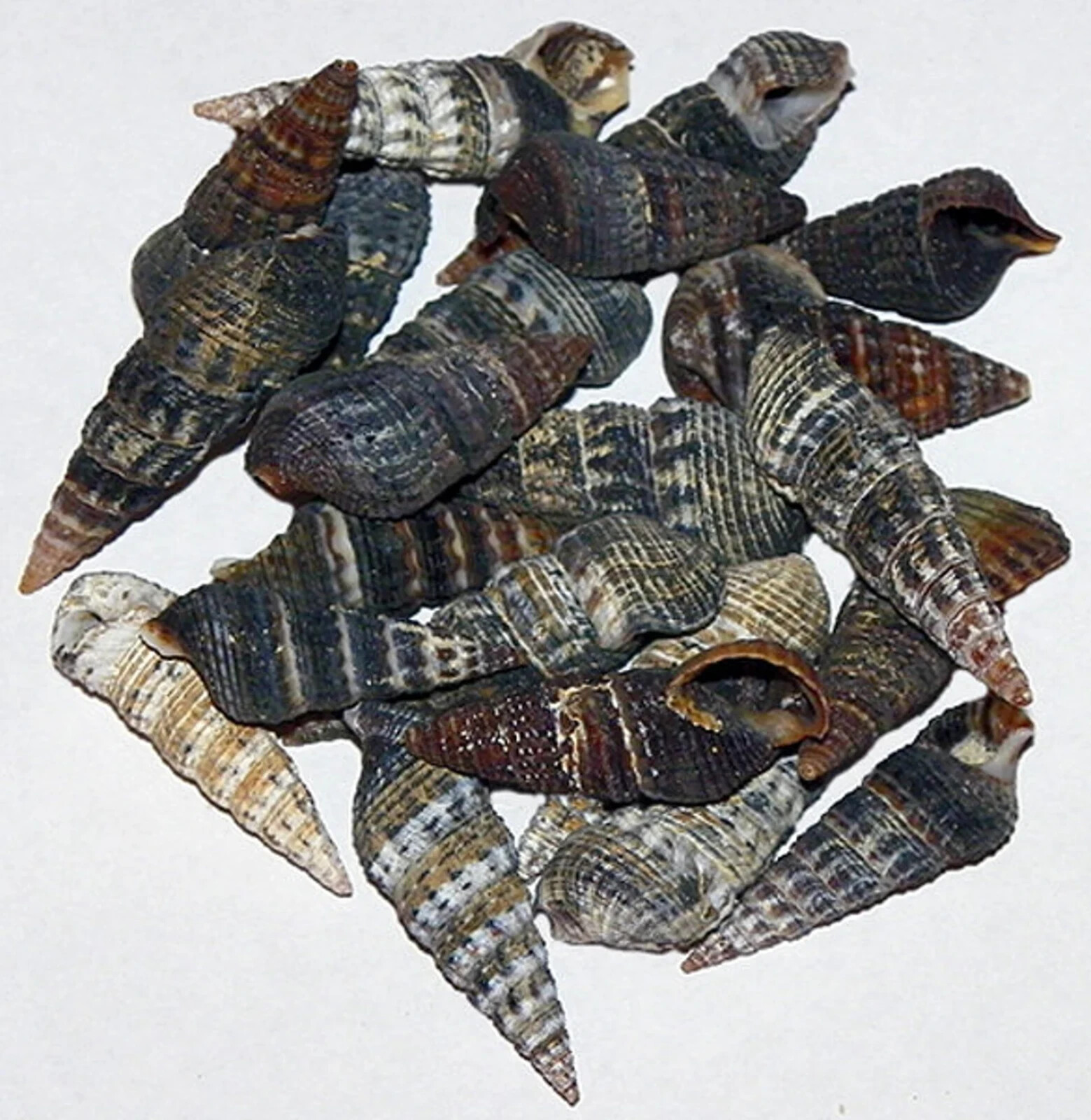 BULK Terebra Auger Craft Seashells (3/4"-1-1/4") Approx. (200 Shells) 1 ...