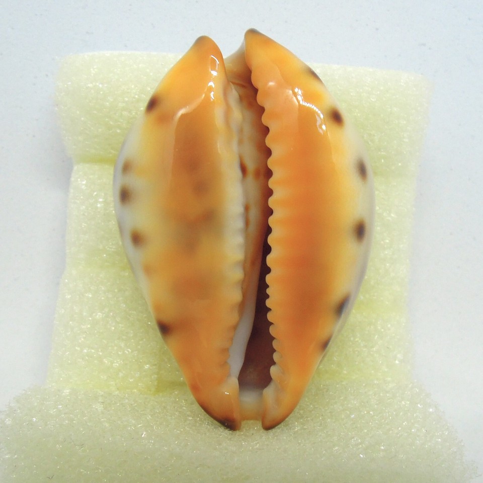 ZOILA ELUDENS STRICKLANDI ~ 41 mm – Cypraea - Rare Australian Cowrie ...