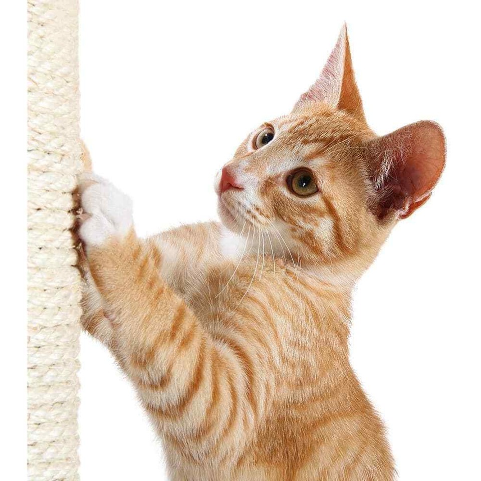 Parla Cat Scratching Post : For Indoor Cats : Plush Covered Base And ...