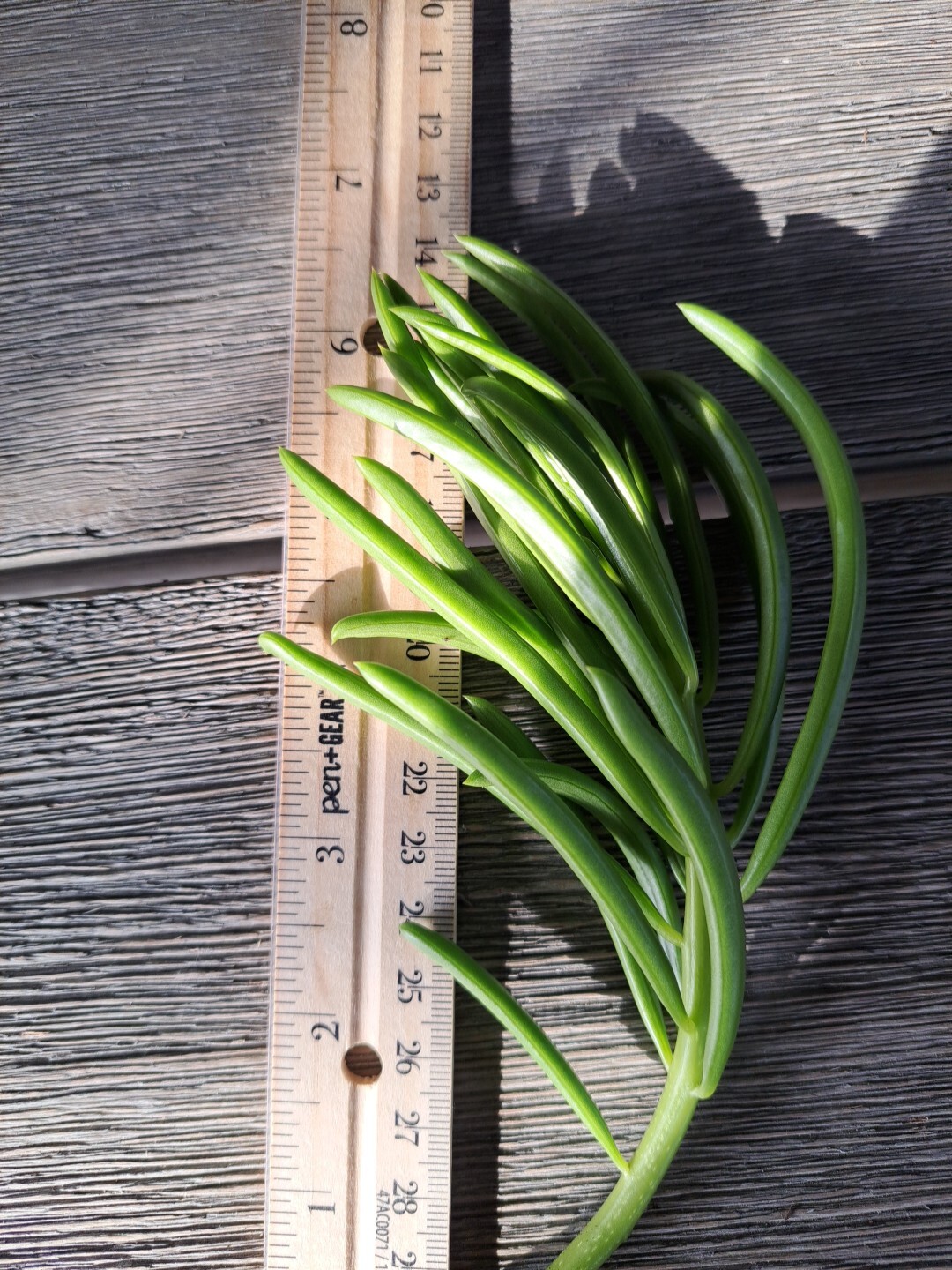 Lemon Bean Bush Senecio Barbertonicus - 3 Succulent Cuttings 6" | eBay