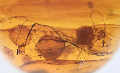Unusual inclusion, Fossil insect inclusion in Burmese Amber | eBay