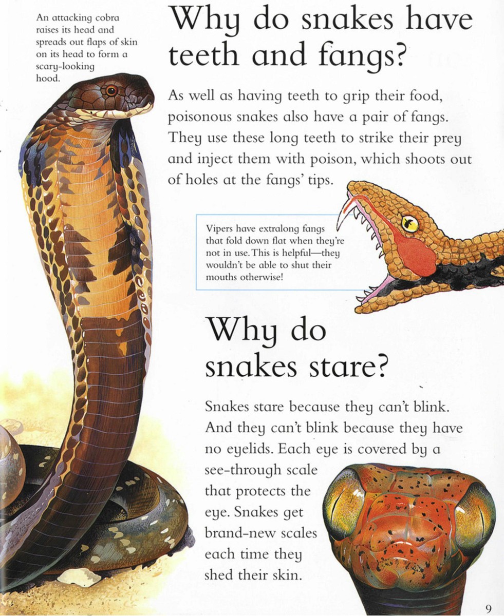 See Through Snake 909 Transparent Snake Stock Photos Free