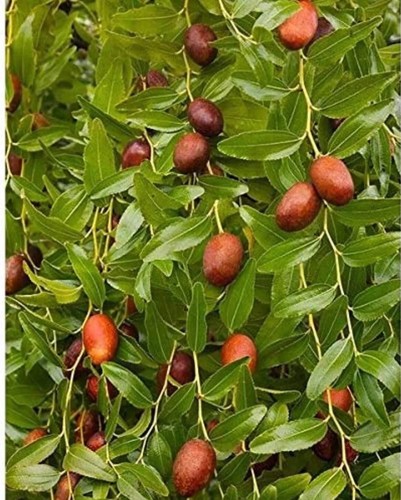 Bare root Chinese Jujube (Honey jar) Tree+ 4 feet tall | eBay