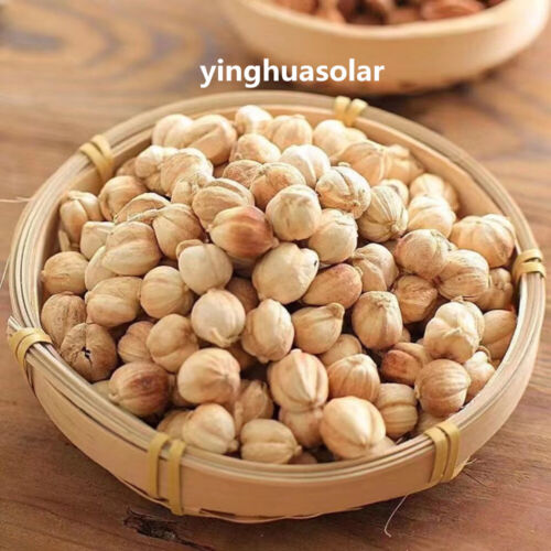 纯天然白豆蔻 Round Cardamom /Amomun Kravanh Pierre Ex Gagnep/Myristicae Sm | eBay