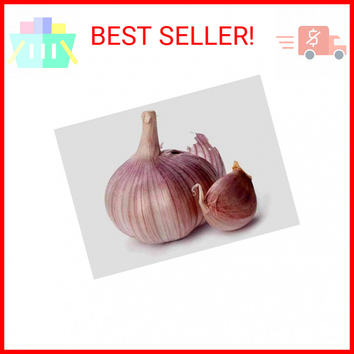 Garlic Bulb (3 Pack), Fresh Siberian HARDNECK Garlic Bulb for Planting ...