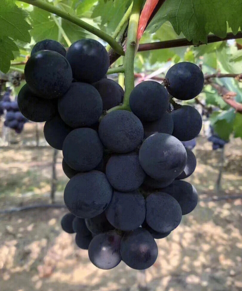 50Pcs Grape Seeds (Vitis vinifera) var. Kyoho Grapes Original | eBay