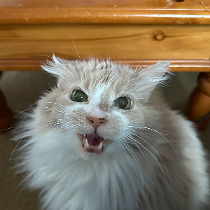 Big Kevin's Deals | eBay Stores