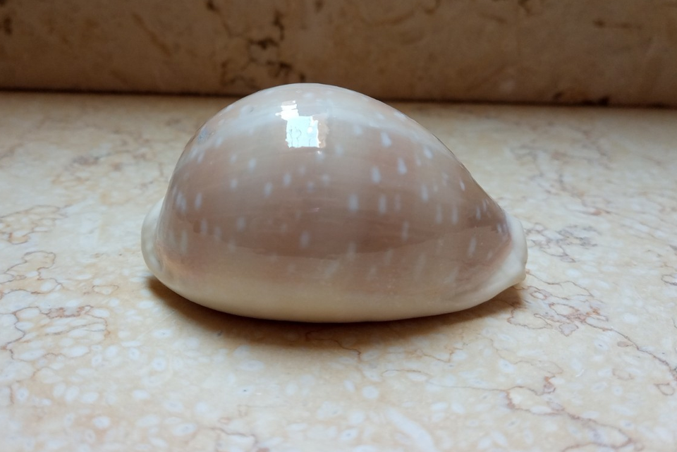 F Cypraea camelopardalis wow LARGE SIZE red sea shell superb lyncina ...