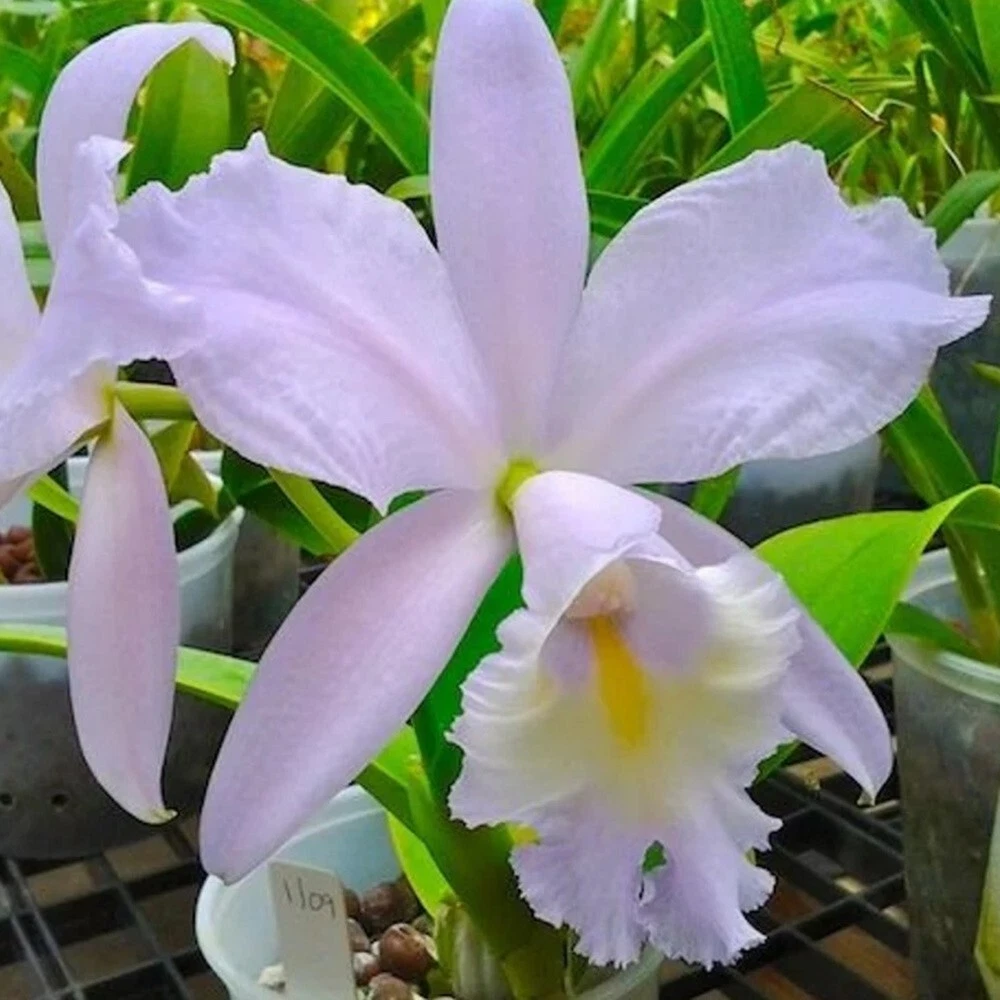 Cattleya Flowers Pictures | Best Flower Site