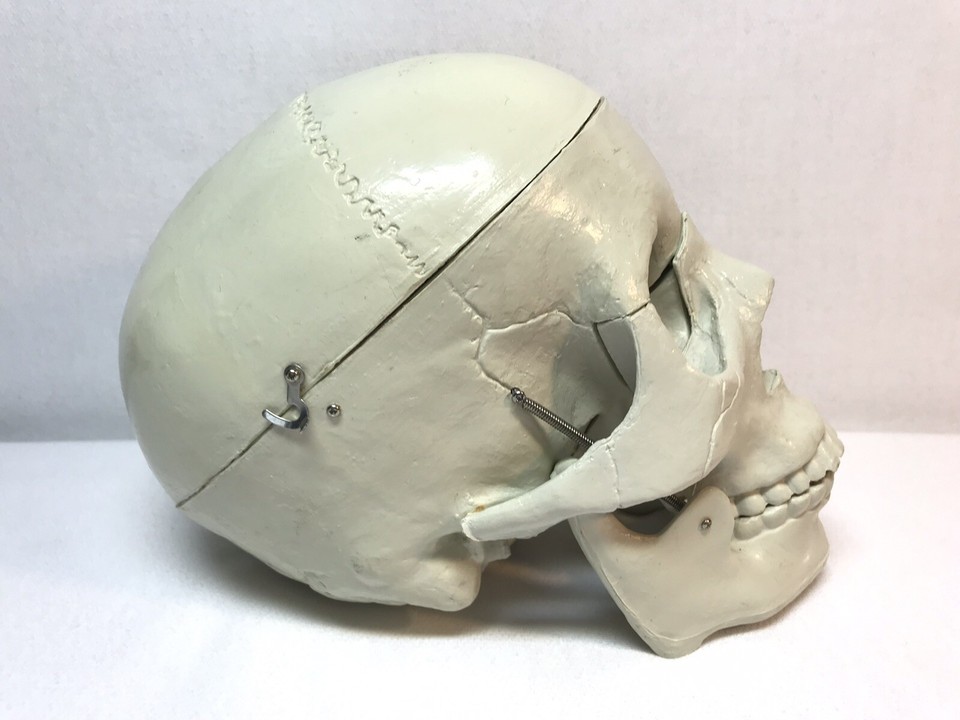 Anatomical Skull Model Educational Life Size Removeable Teeth Hinge Jaw ...