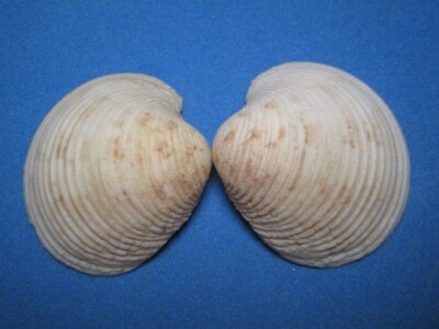 Venis toreuma (Gould,1858) "DEEP WATER!" (35.1mm) | eBay