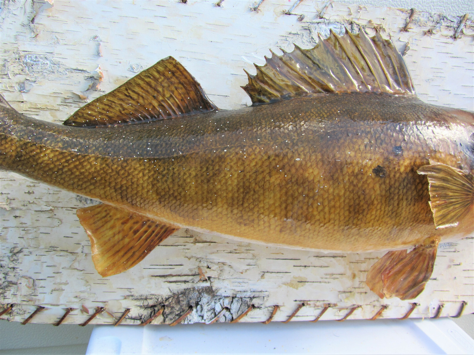 VINTAGE Taxidermy WALLEYE Skin Mount on White Birch Plaque 27" | eBay