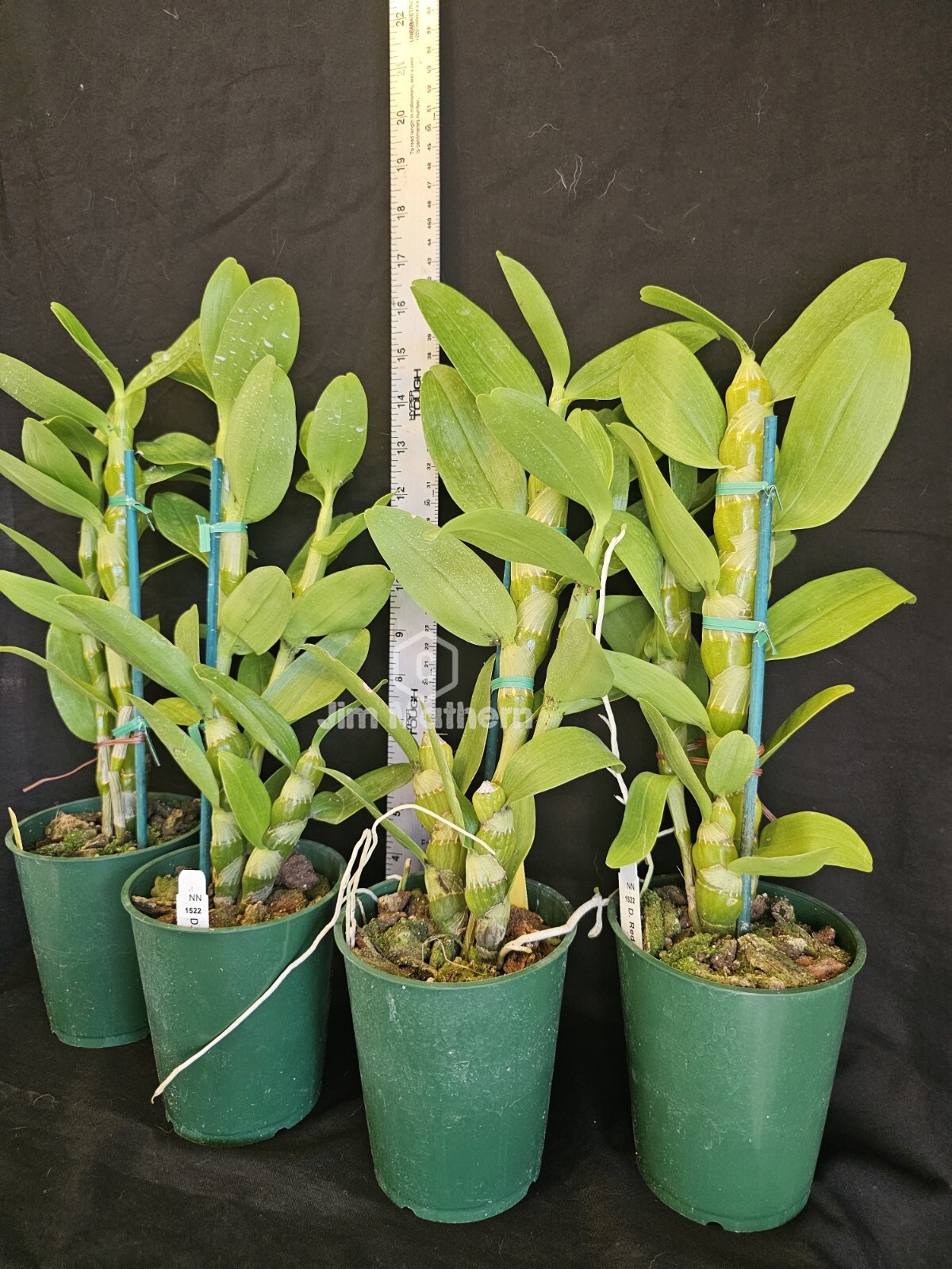 Dendrobium Red Emperor 'Prince' Blooming size Nobile Dendrobium Orchid ...