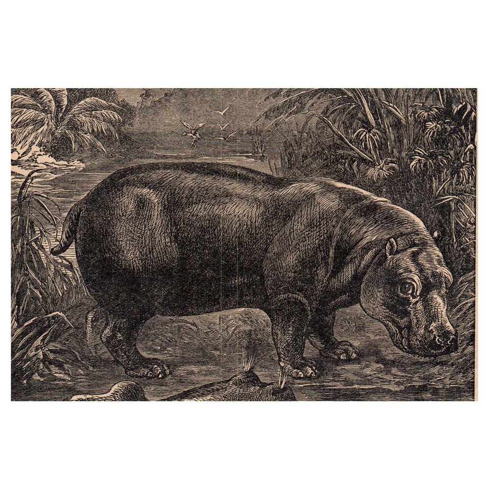 Head of the black lemur or ghost monkey 1909 Swedish Engraving Print AF5-15 | eBay