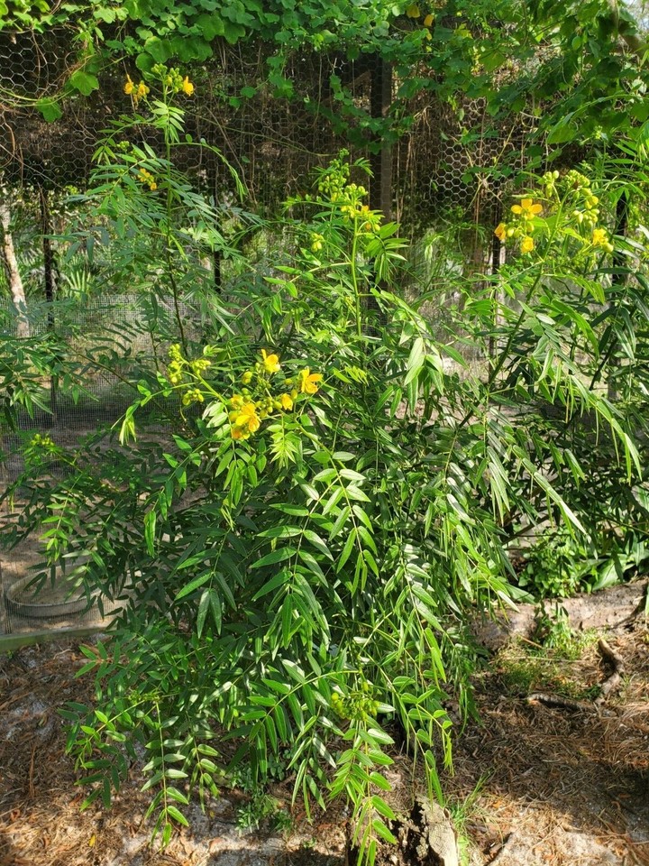 NATIVE WILDFLOWER SEEDS Privet Senna (Senna ligustrina) FREE SHIPPING ...