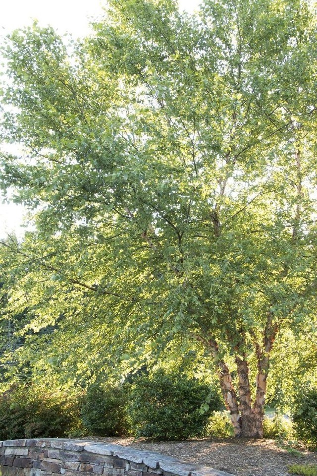 River Birch / Water birch/Betula nigra Tree Bare-root 3 Plants | eBay