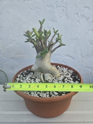 Arabicum Godji Adenium Desert Rose Live Plant Bonsai Multi Branch ...