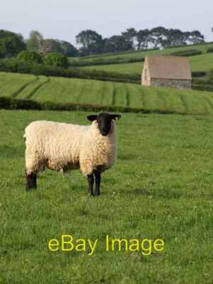 Photo 6x4 Sheep and barn Totnes Looking from the lane between Netherton ...