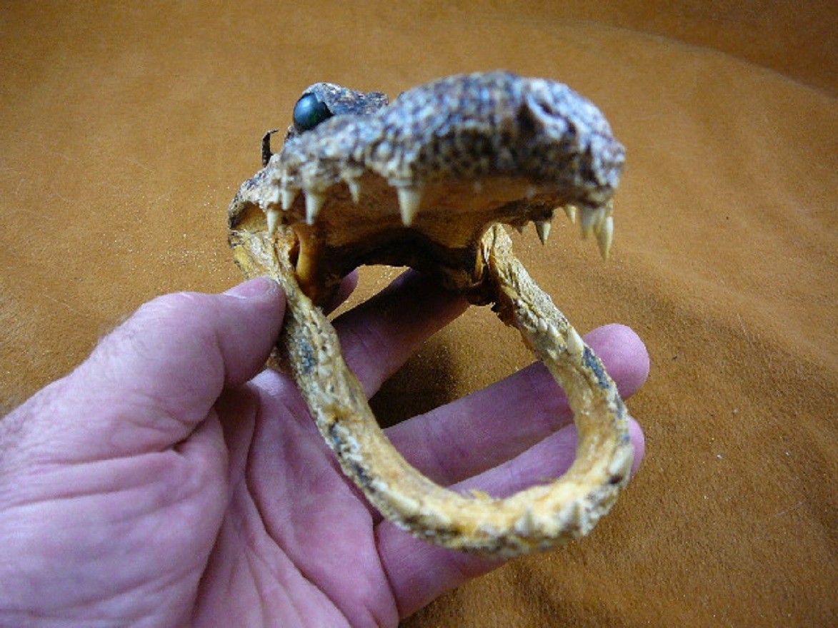(G-Def-192) 5-1/8" Deformed Gator ALLIGATOR Aligator HEAD teeth ...