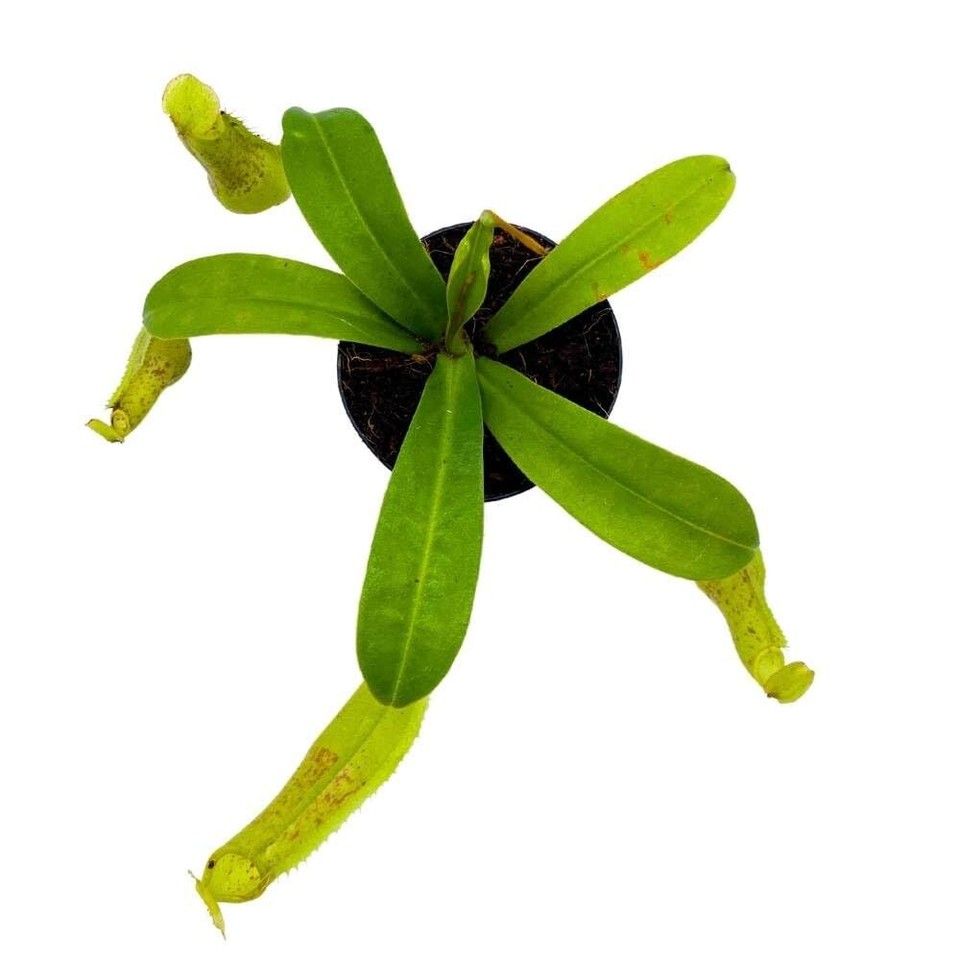 Nepenthes Hispida Beck, 2 inch, Winged Pitcher Rare Carnivorous Plant ...