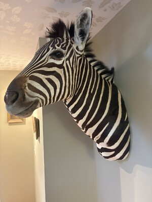 taxidermy mounts for sale African Zebra Shoulder Mount | eBay