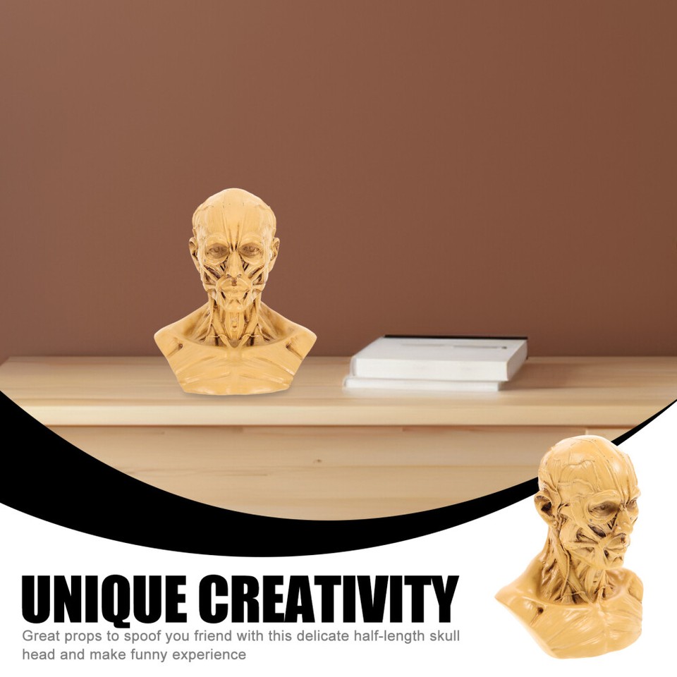 Half- Length Skull Model Human Table Decoration Human Figure Skull ...