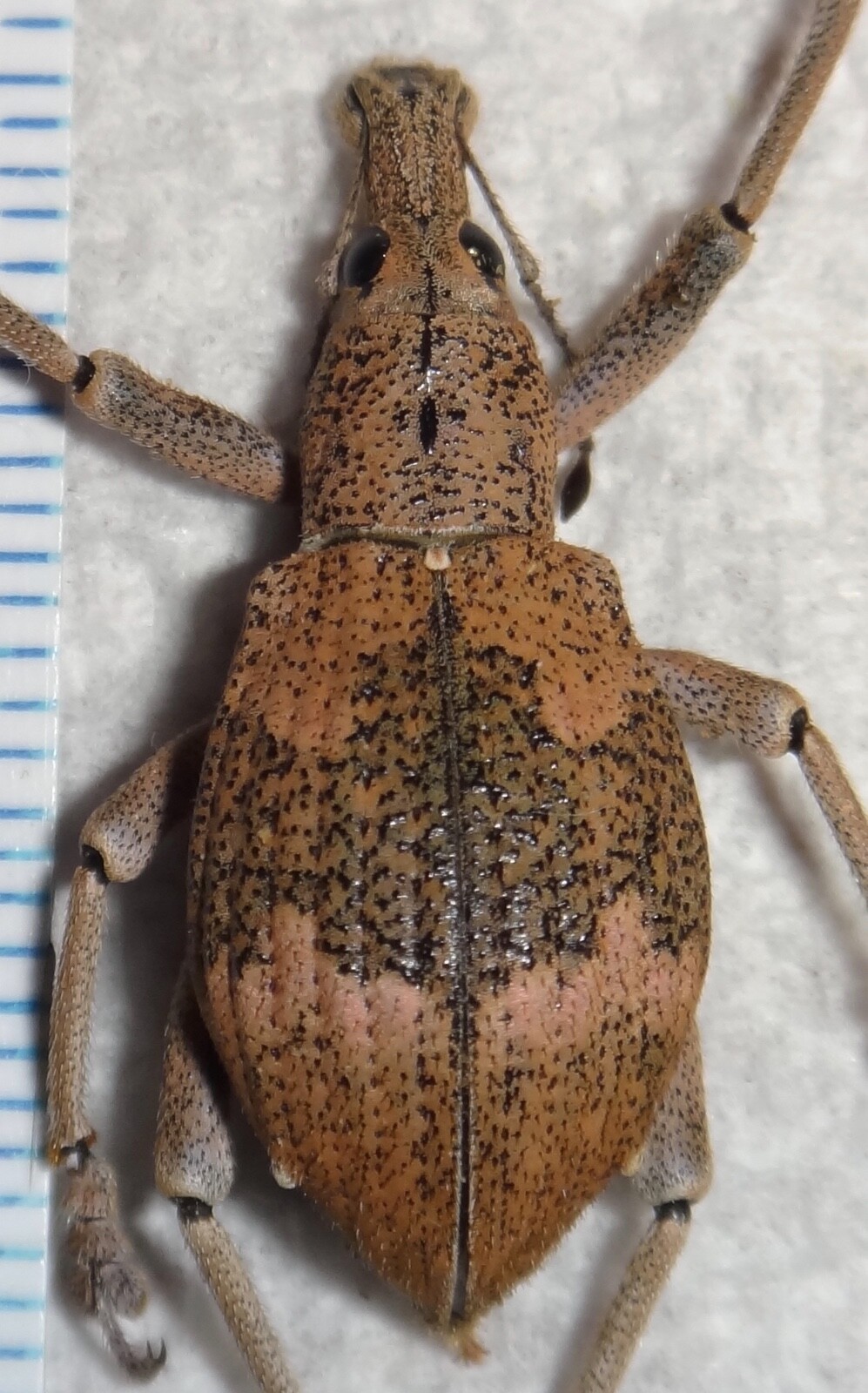 Rhinoscapha species 25.4mm Weevil Beetle Eupholus Insect Papua NG old ...