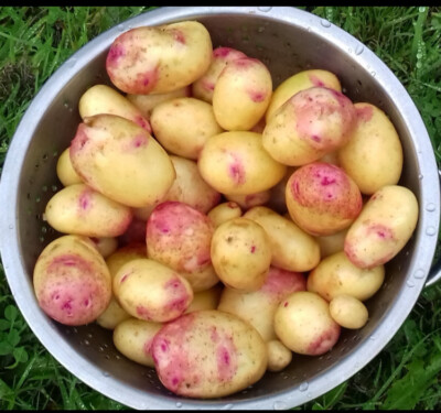 Seed potatoes Cara Main Crop organic- for planting,X20 Tubers ready For ...