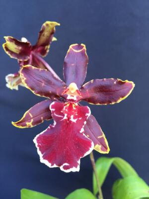 Oncostele Wildcat 'Bobcat', Oncidium Type Orchid Plant Shipped in 2.5 ...