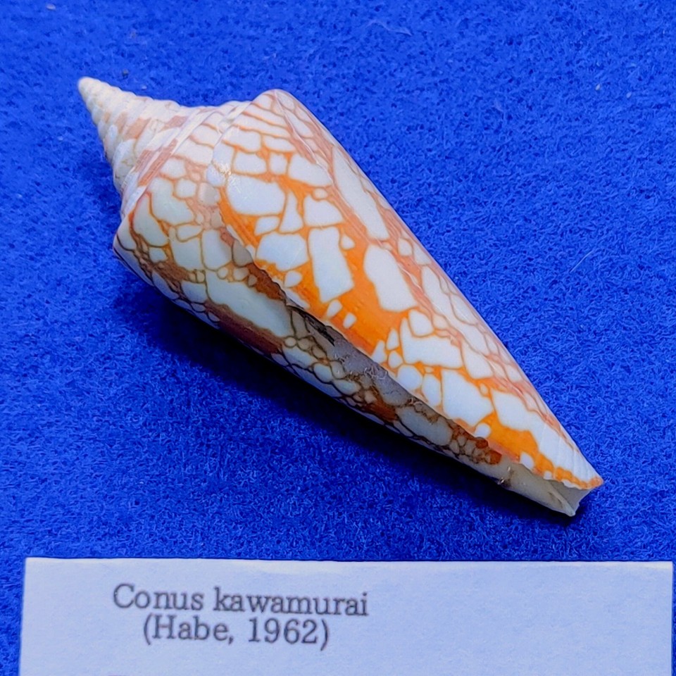 Conus milneedwardsi kawamurai 53mm Very Rare Specimen!! Conus Shell Sea ...