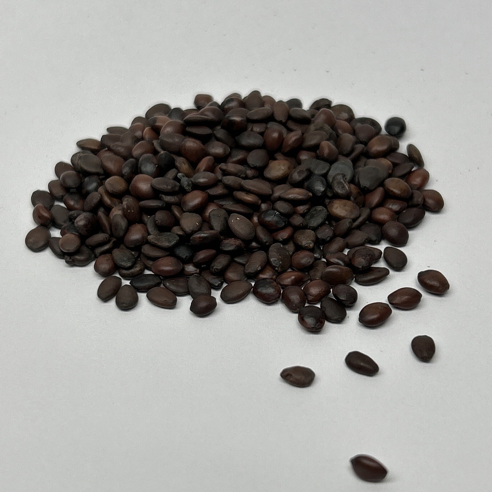 Redbud Bonsai Tree Seed Pack Cercis Siliquastrum | eBay