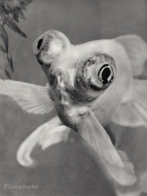 1930s Original PAUL UNGER Big Eye Gold Fish Aquatic Animal Vintage ...