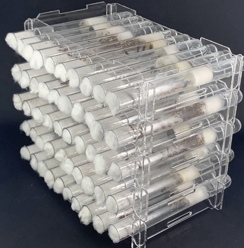 New Test Tube Ant Farm For Desert Honeypot Queen Myrmecocystus Mendax ...