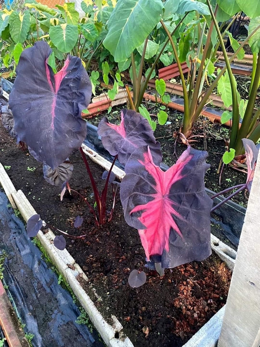 Types Of Elephant Ear Plants How To Grow Elephant Ears Care Tips For