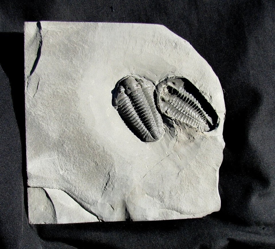 EXTINCTIONS- KILLER DOUBLE CALYMENE TRILOBITE PLATE,NY- ONE DORSAL, ONE ...