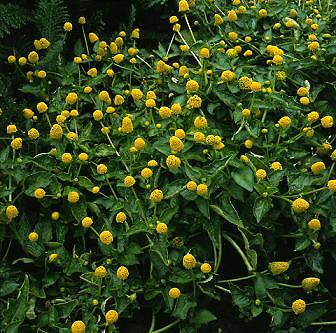 Spilanthes oleracea Lemon Drop 1,000 seeds | eBay