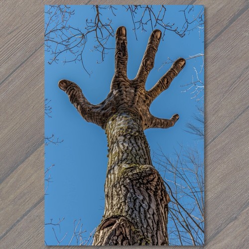 POSTCARD Tree Hand Reaching For Sky Up Perspective Nature Weird Unusual ...