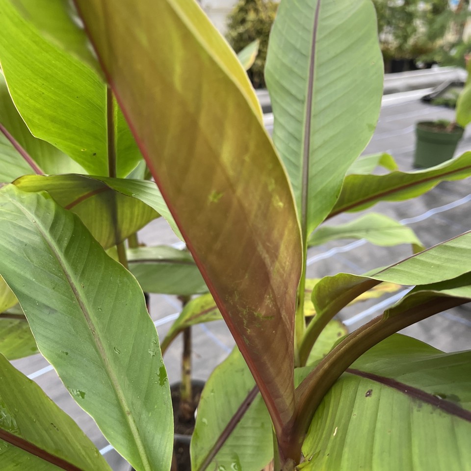 Musa itinerans 'Forma India' - Unusual new banana variety 12cm pot 60 ...