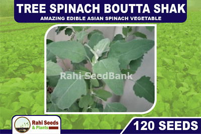 Tree Spinach Boutta Shak 120 Seeds Amazing Edible Asian Spinach ...