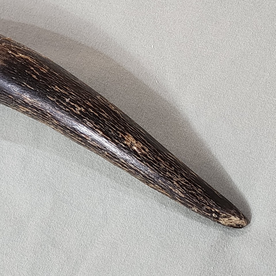 1 Raw Unfinished Cow Horn Natural Colored | eBay