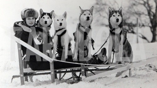 Photo de presse vintage Animaux, Husky, Course De Luge , 1986, tirage ...