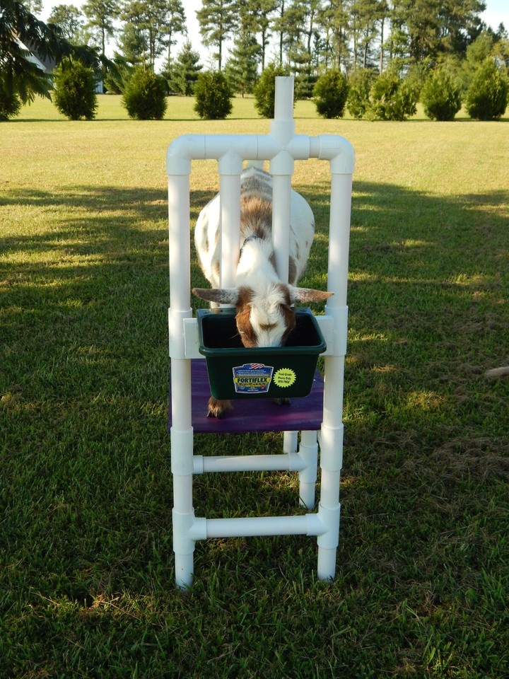 Goat Milking Stand Nigerian Dwarf Pygmy Hoof Trim Stanchion Weighs Only ...