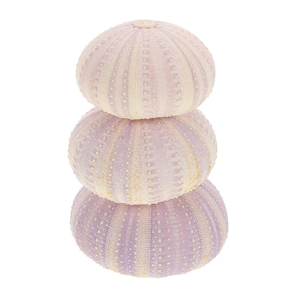 2 PCS Beach Decorations Jellyfish Air Plant Mini Seashells Octopus ...