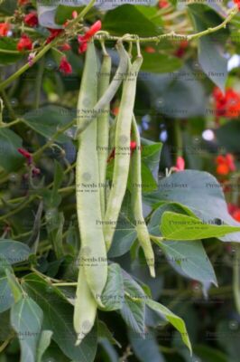 Runner Bean Polestar Stringless Variety - 60 grams | eBay UK
