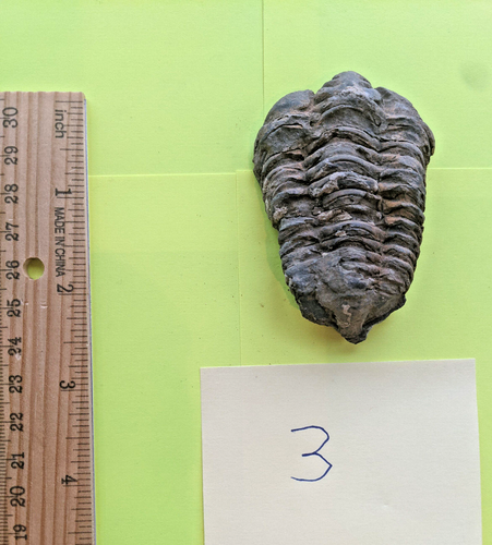 Trilobite Fossil Specimen | eBay