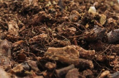 Sweet Fern - Polypodium vulgare - Root - Natural Expectorant and ...